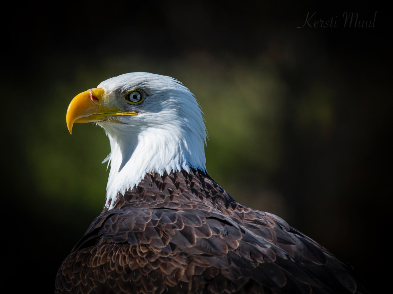 'Bey' the eagle is back home but her story is far from over | Westside ...